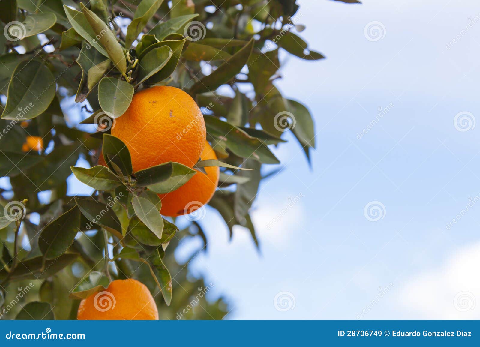 Valencia orange trees stock image. Image of orange, sour - 28706749
