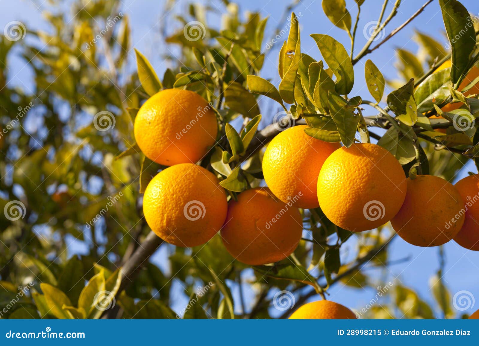 Valencia orange trees stock image. Image of crop, sour - 28998215