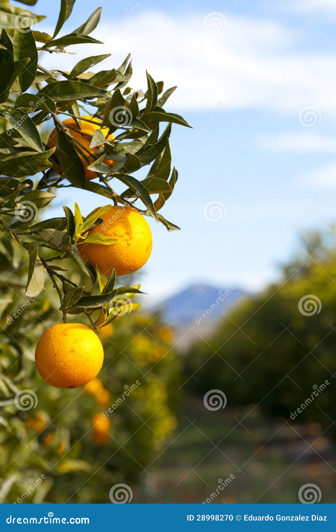 Valencia orange trees stock photo. Image of spain, food - 28998270