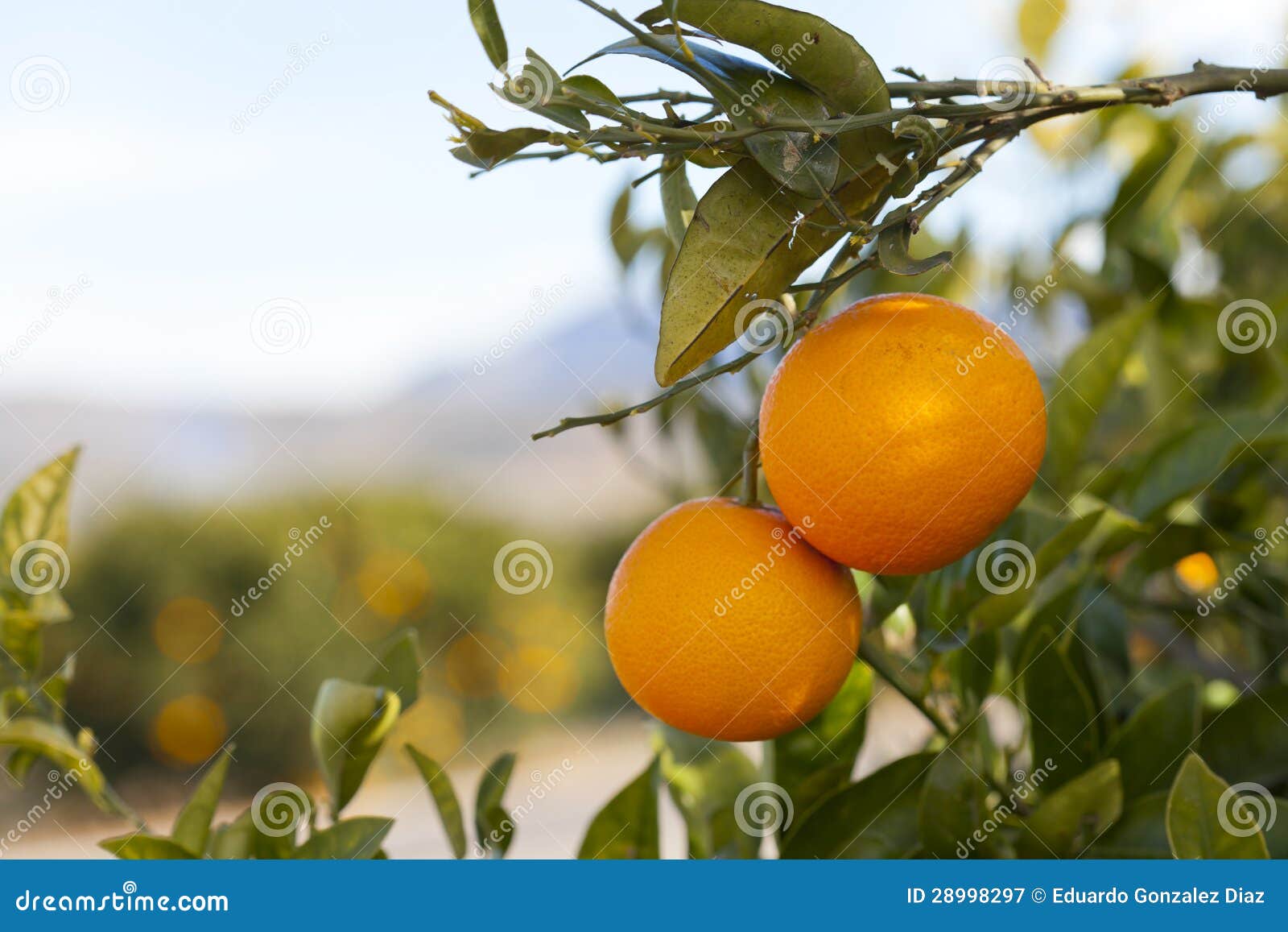 Valencia orange trees stock image. Image of food, culture - 28998297