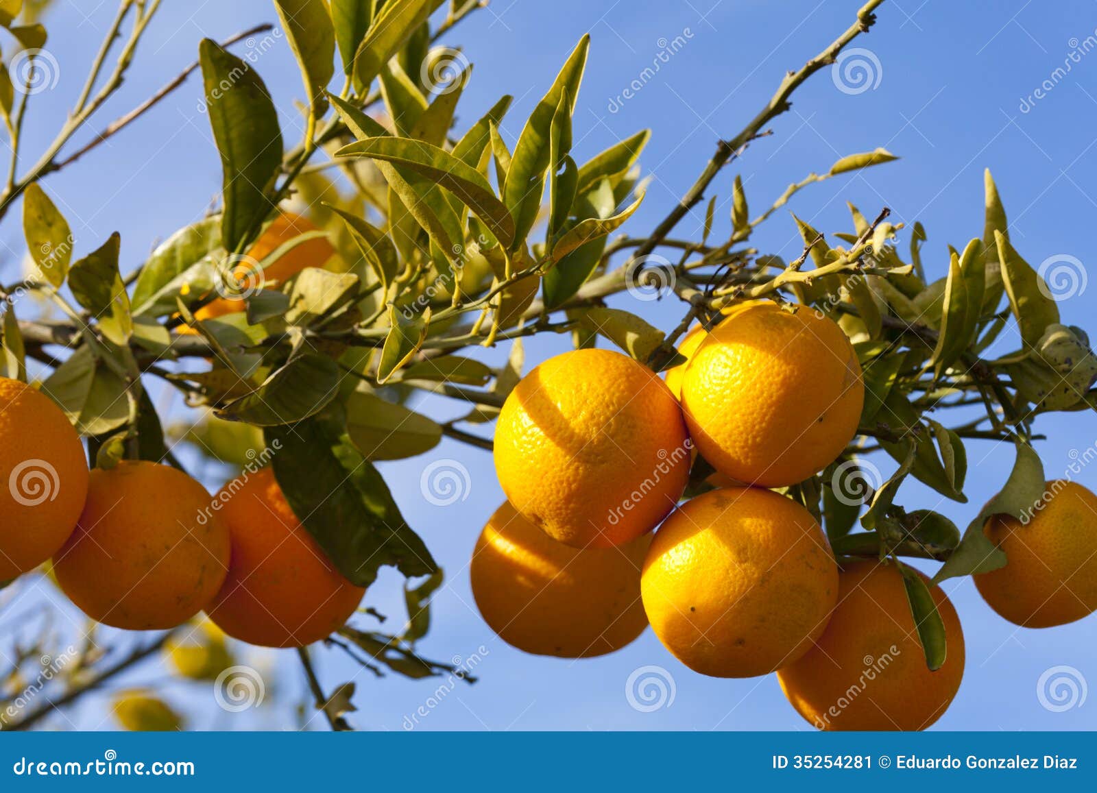 Valencia orange trees stock image. Image of edible, culture - 35254281