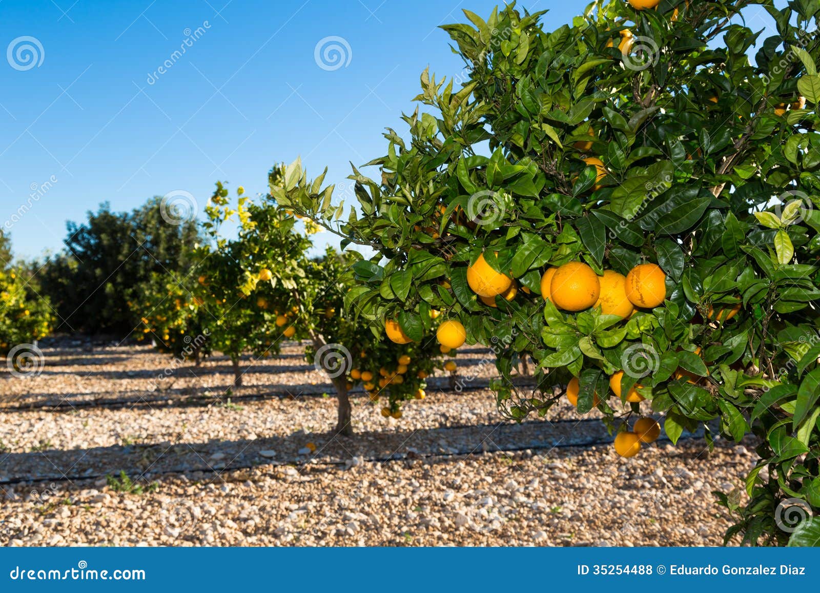Valencia orange trees stock photo. Image of spain, sour - 35254488