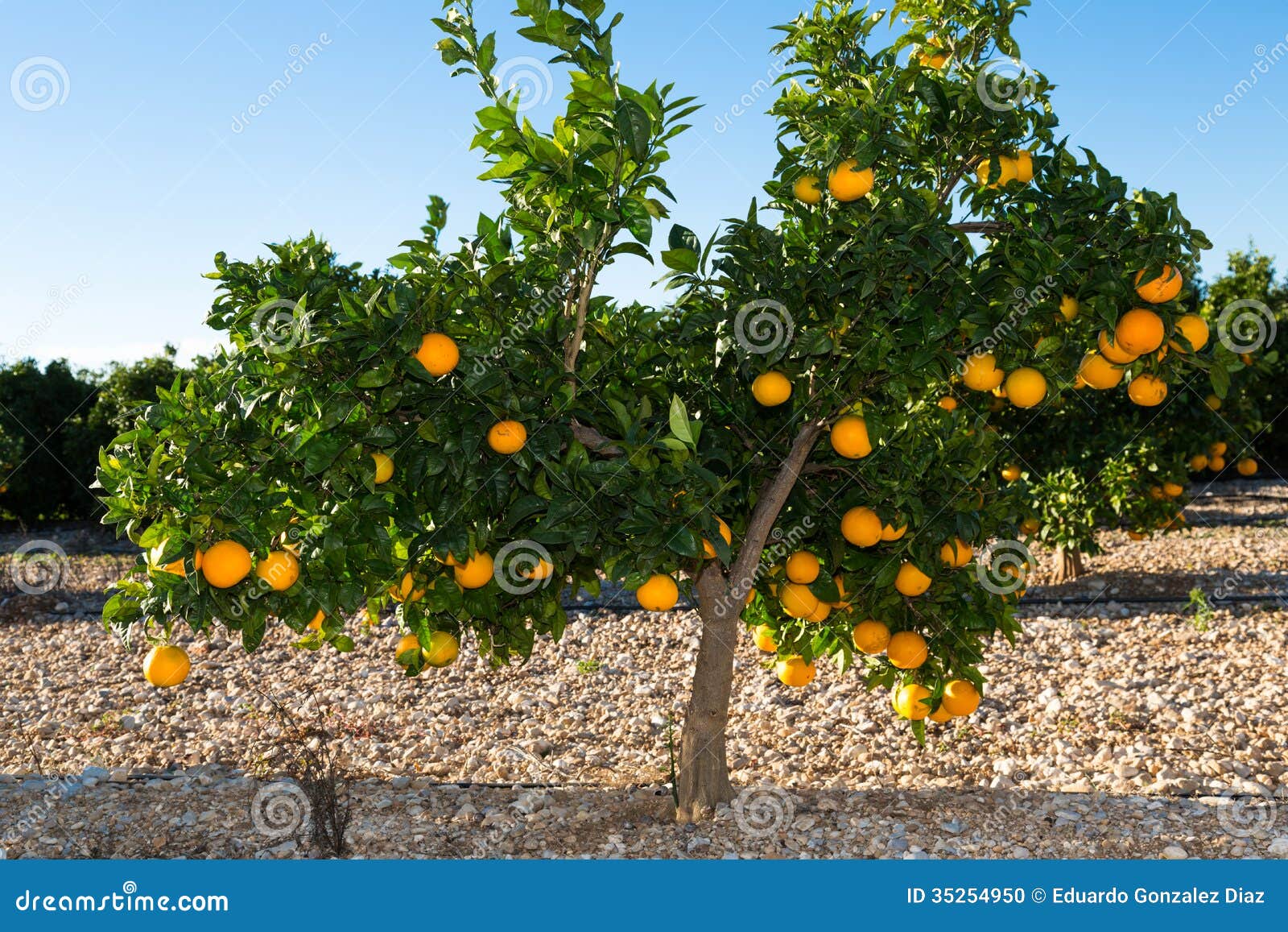 Valencia orange trees stock photo. Image of freshness - 35254950