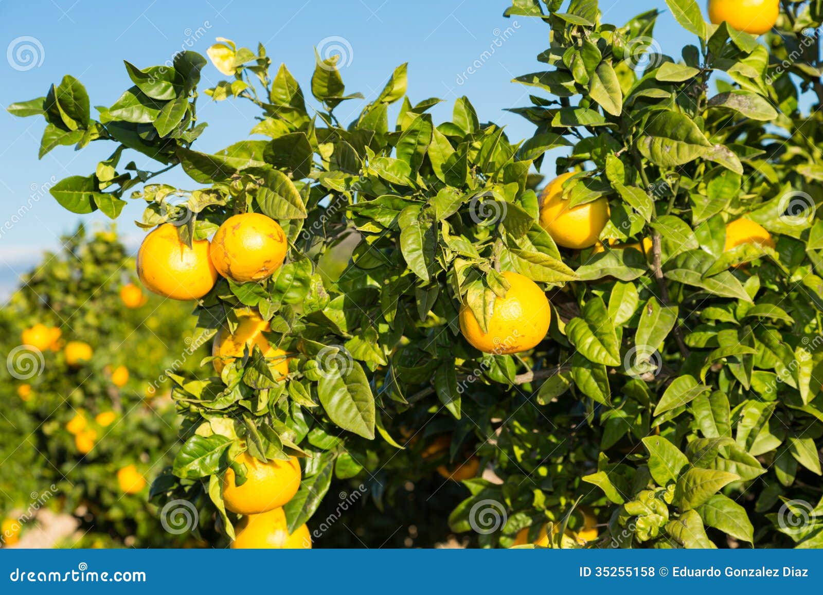 Valencia orange trees stock photo. Image of orange, edible - 35255158