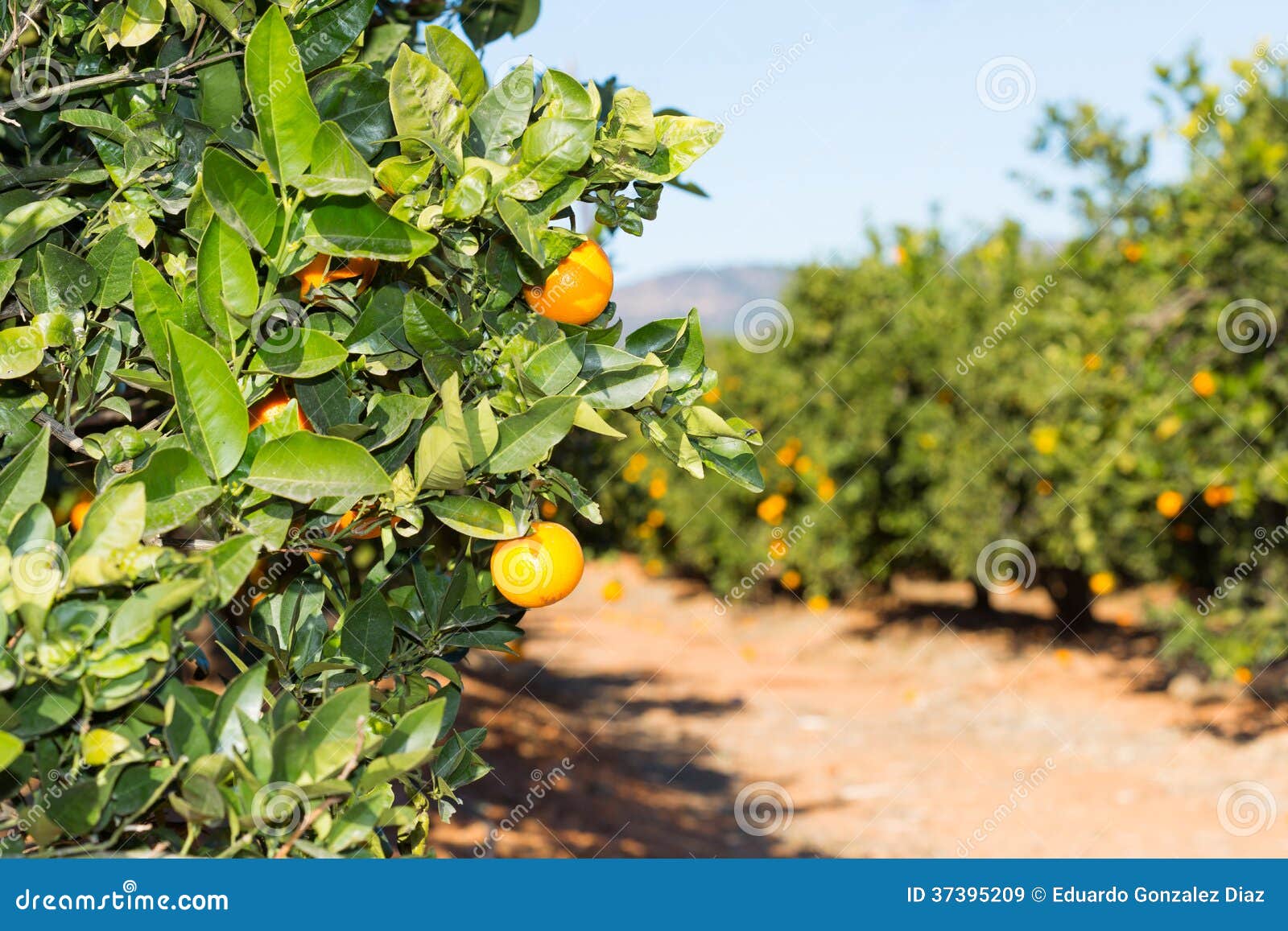 Valencia orange trees stock image. Image of spain, ripe - 37395209