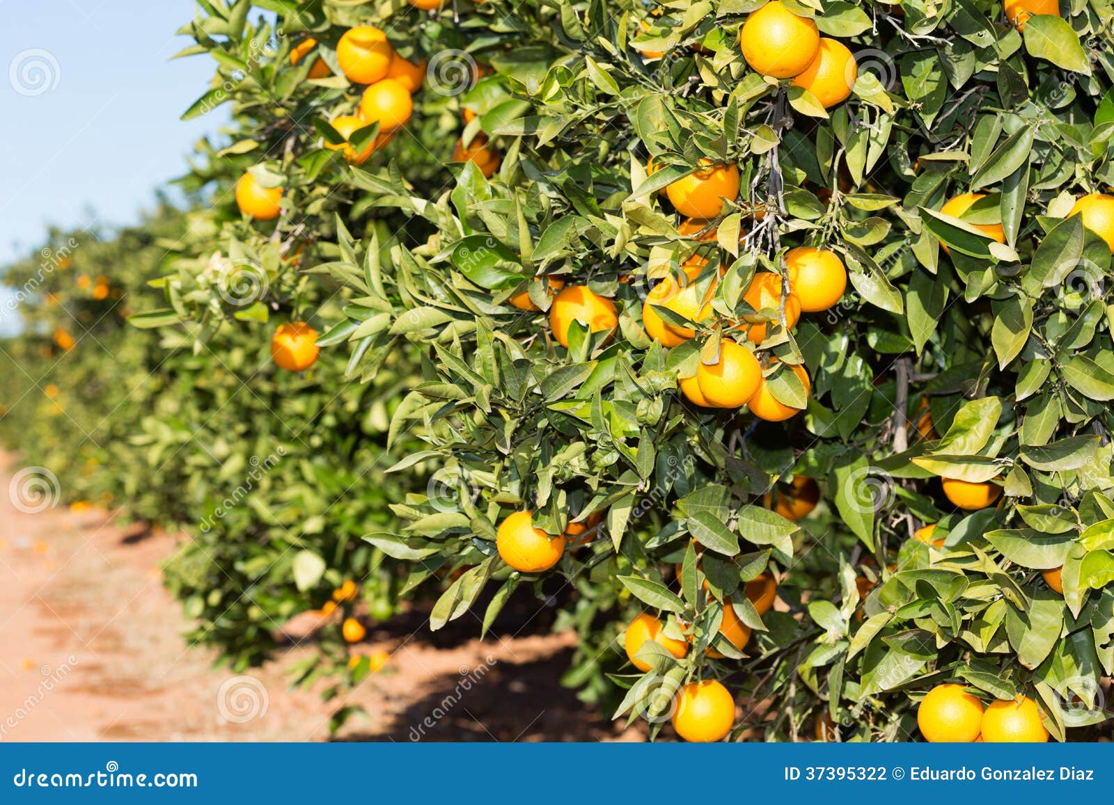 Valencia orange trees stock photo. Image of diet, orange - 37395322
