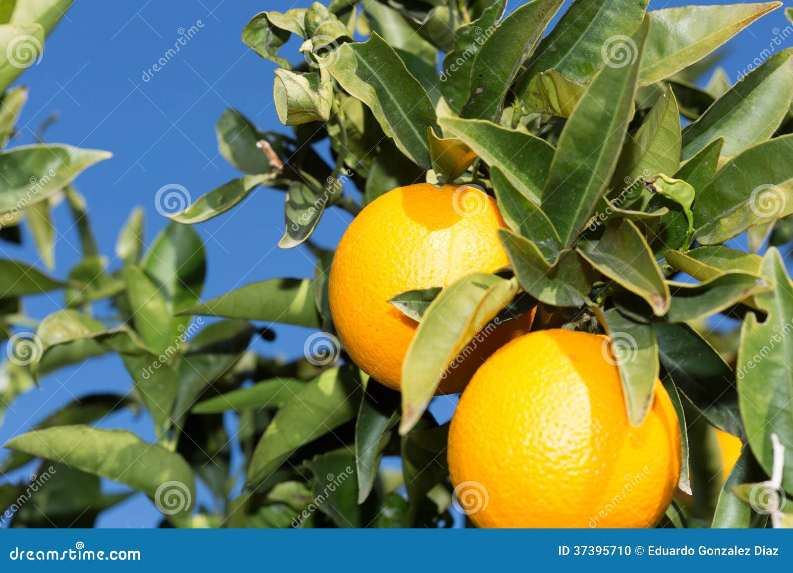 Valencia orange trees stock photo. Image of culture, farming - 37395710