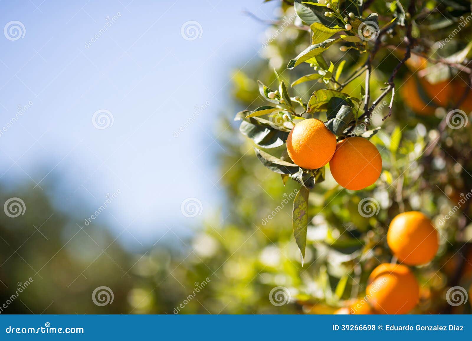 Valencia orange trees stock photo. Image of crop, saucebox - 39266698