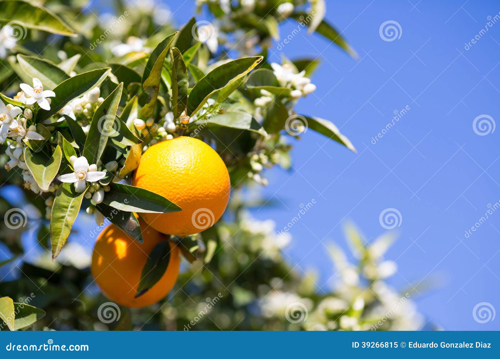 Valencia orange trees stock image. Image of leaf, spain - 39266815