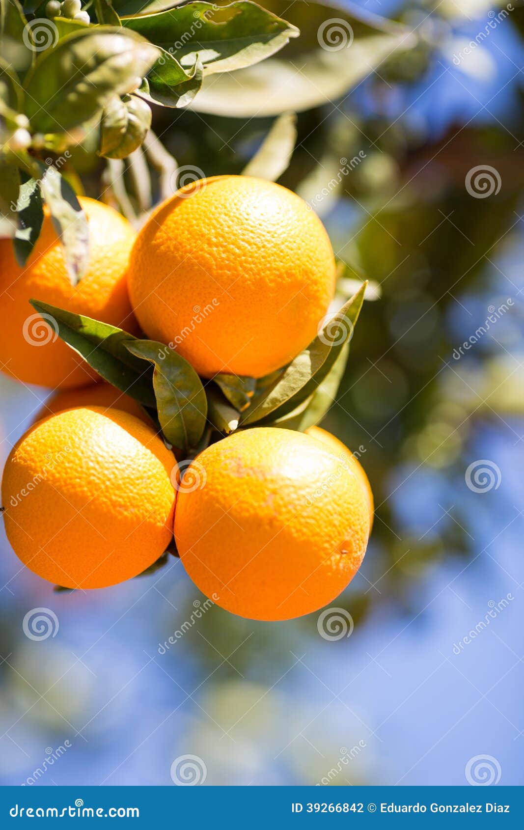 Valencia orange trees stock photo. Image of leaves, mediterranean ...
