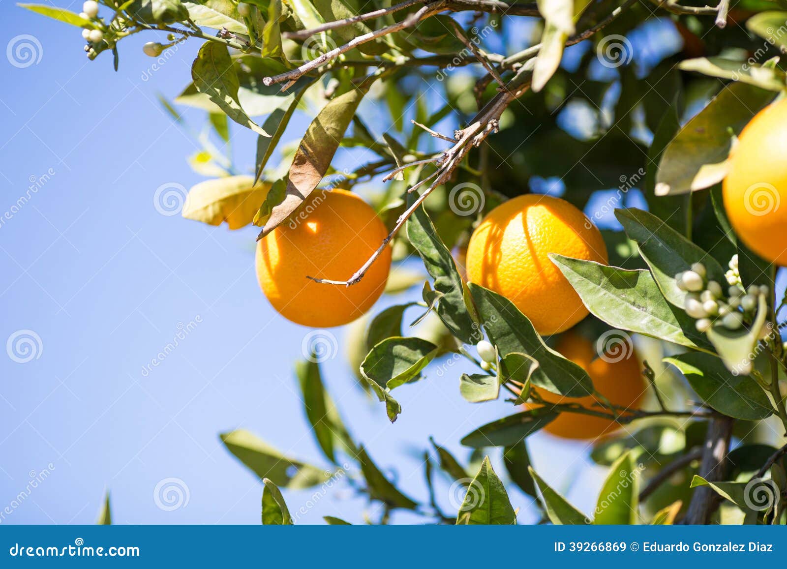 Valencia orange trees stock image. Image of leaf, spain - 39266869