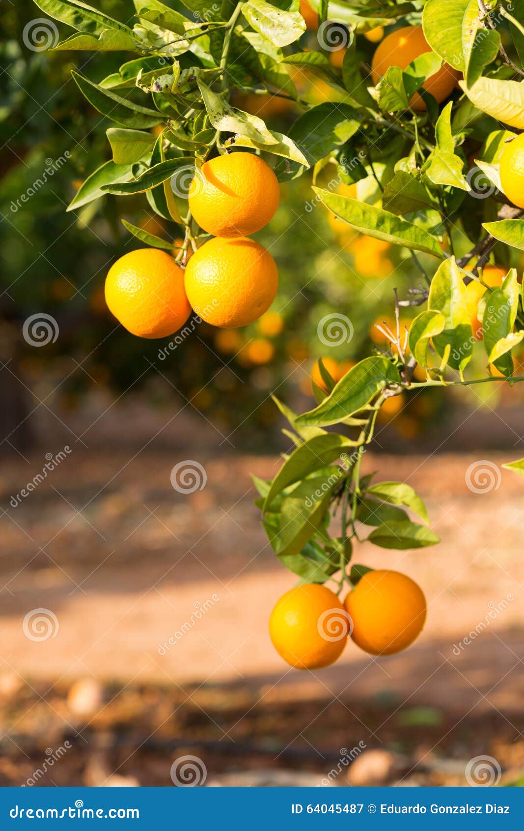 Valencia orange trees stock image. Image of mediterranean - 64045487