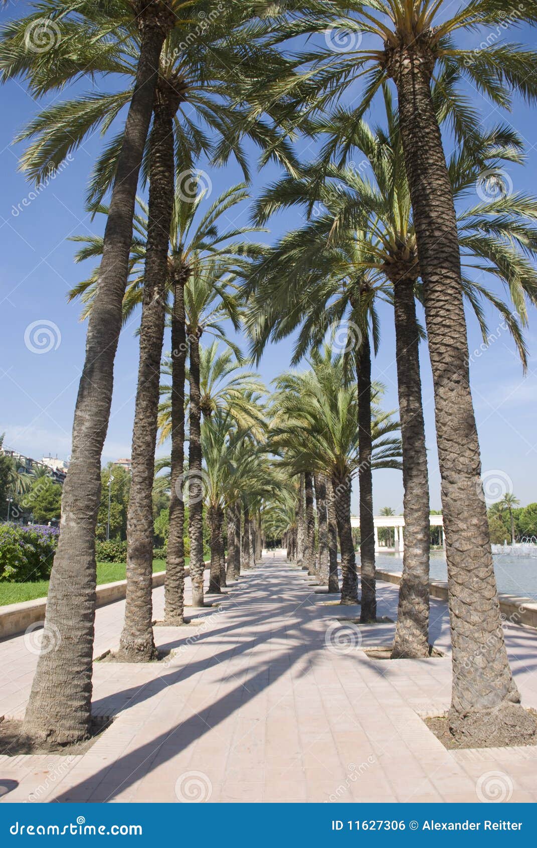 Valencia palm trees stock photo. Image of path, alley - 11627306
