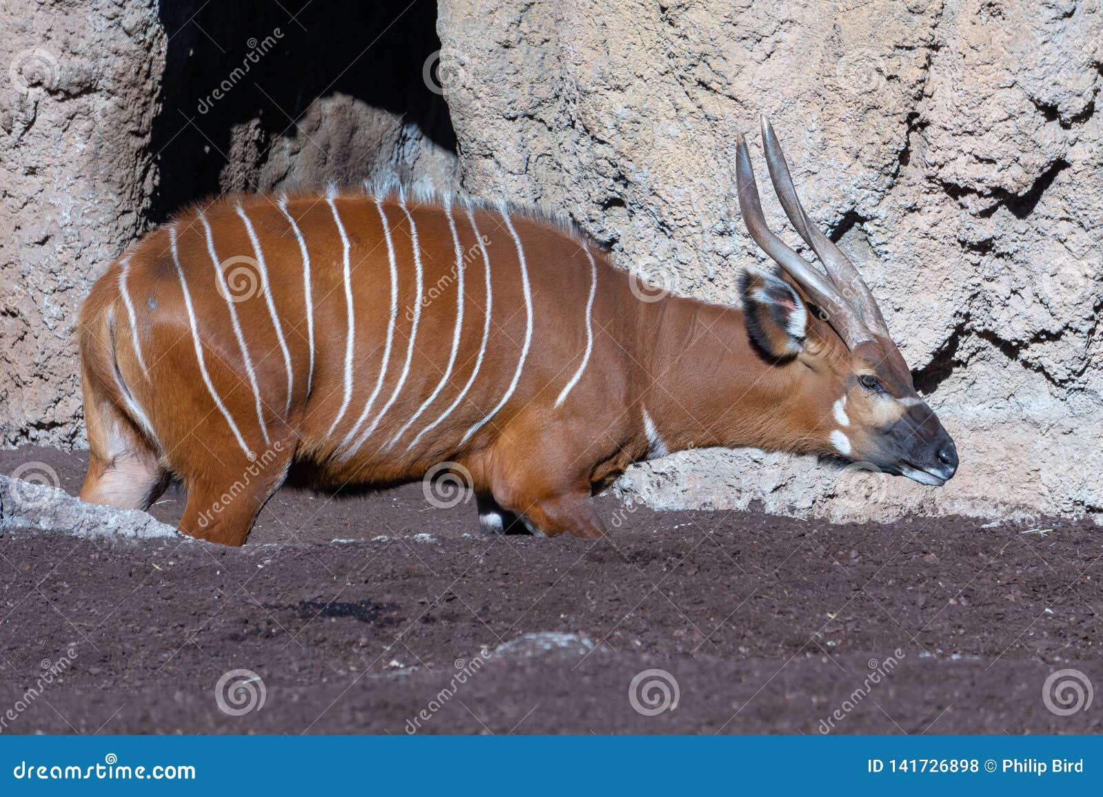 Bongo at the Bioparc in Valencia Spain on February 26, 2019 Stock Photo ...