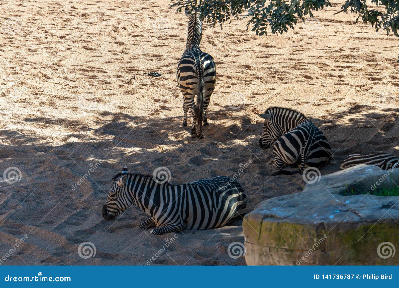 Zebra at the Bioparc in Valencia Spain on February 26, 2019 Editorial ...