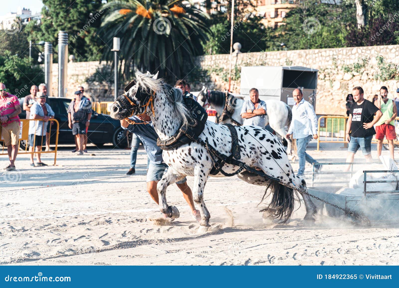Horse Pulling is a Draft Horse Competition Where Horses in Harness,pull ...