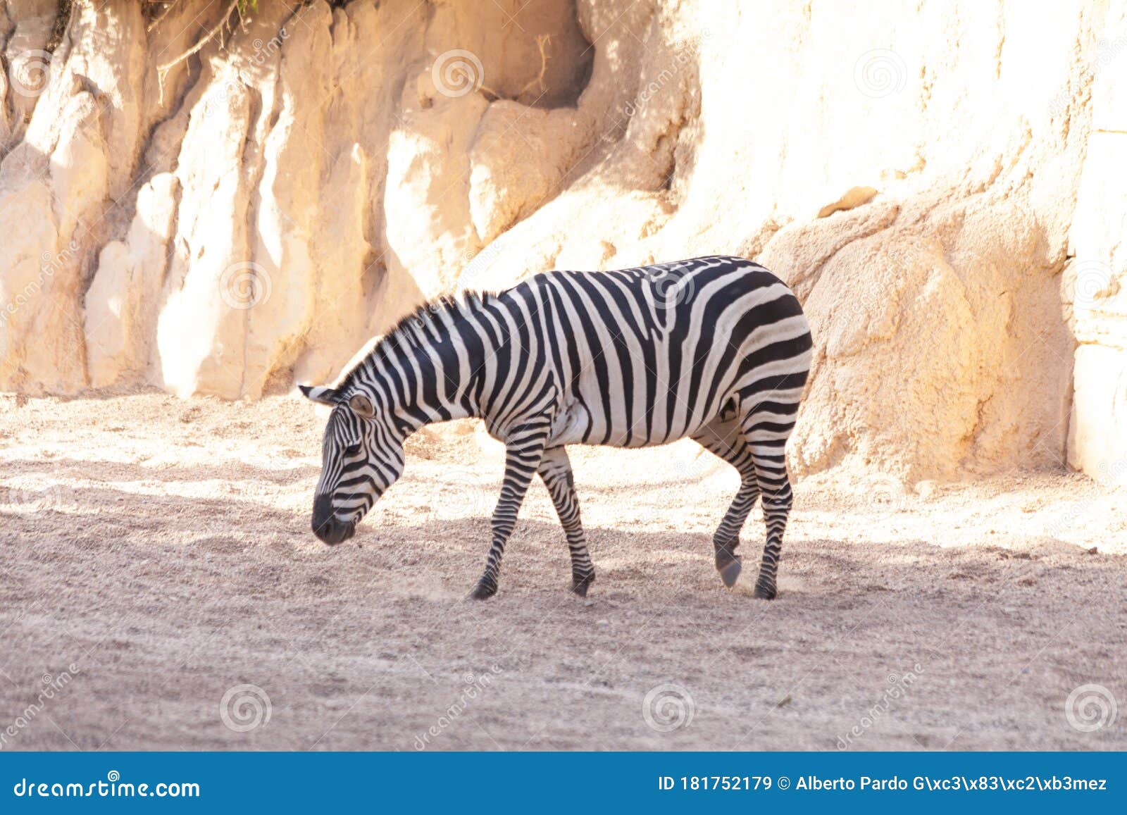 Valencia, Spain,3,6,2014: Zebra at the Bioparc in Valencia Editorial ...