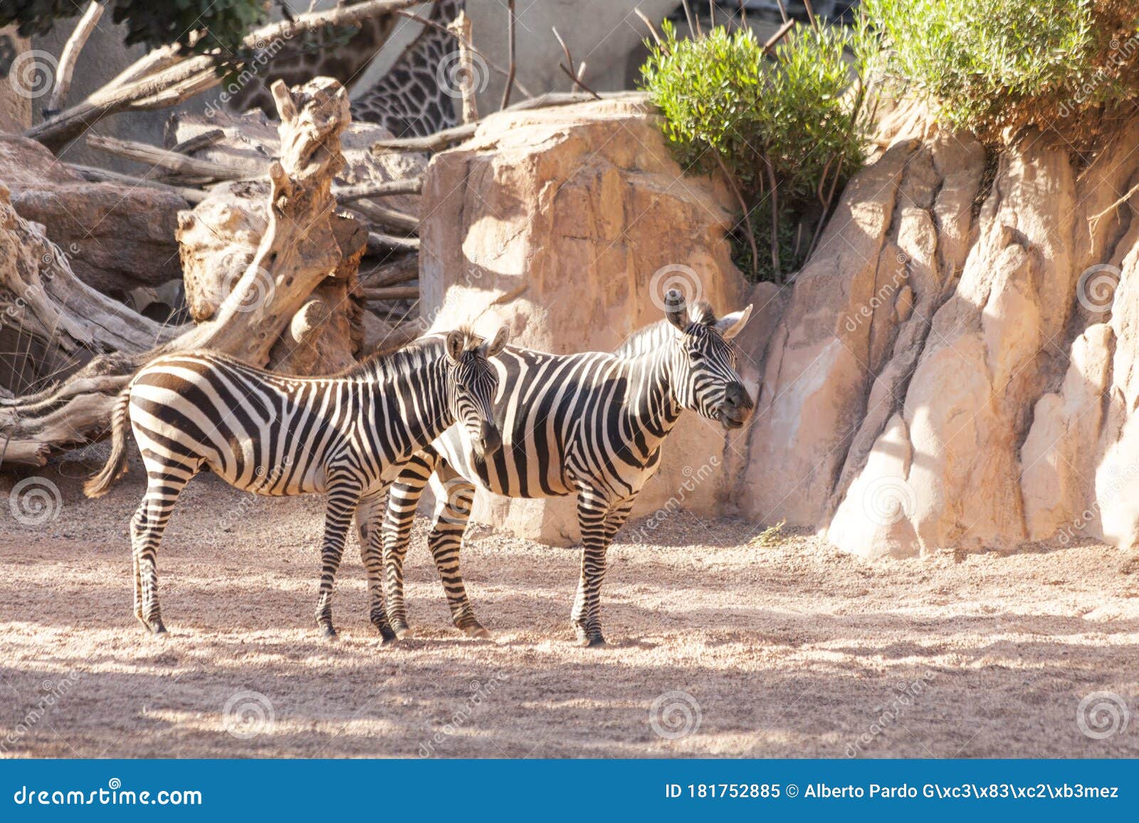 Valencia, Spain,3,6,2014: Zebra at the Bioparc in Valencia Editorial ...