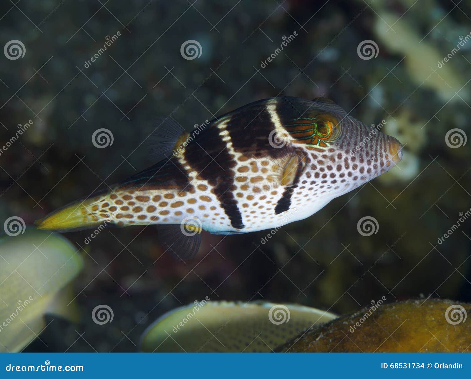 Sharpnose Puffer(canthigaster Rostrata) Stock Photography ...