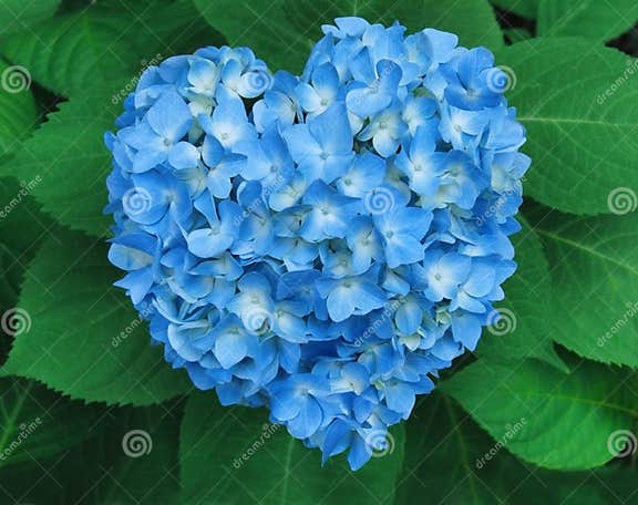 Valentine Blue Heart stock photo. Image of flower, bloom - 22931028