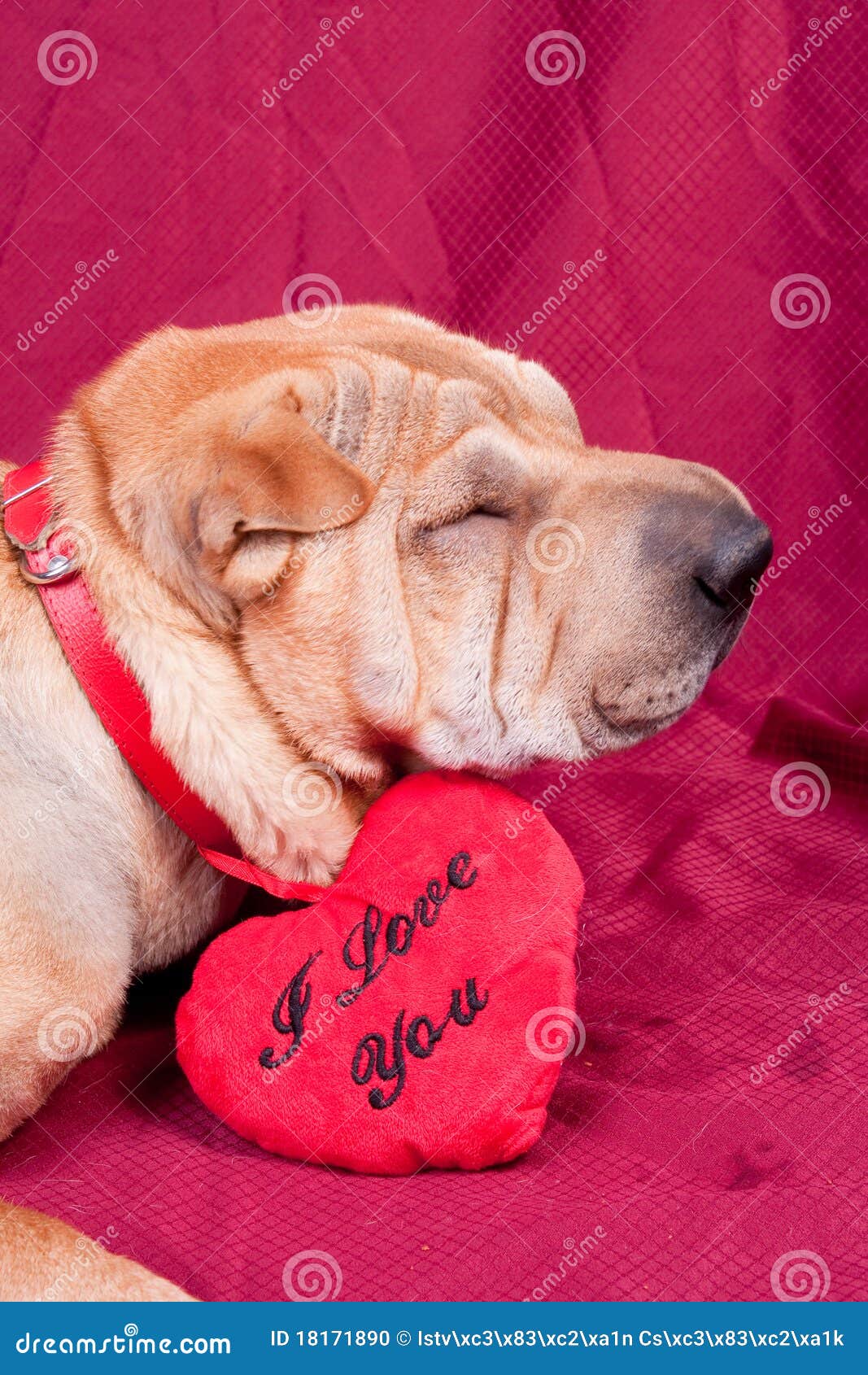 Valentine dog stock photo. Image of brown, profile, heart - 18171890