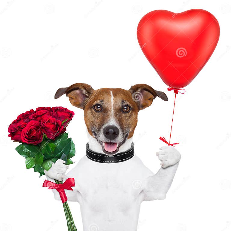 Valentine dog stock image. Image of february, cheerful - 28309225
