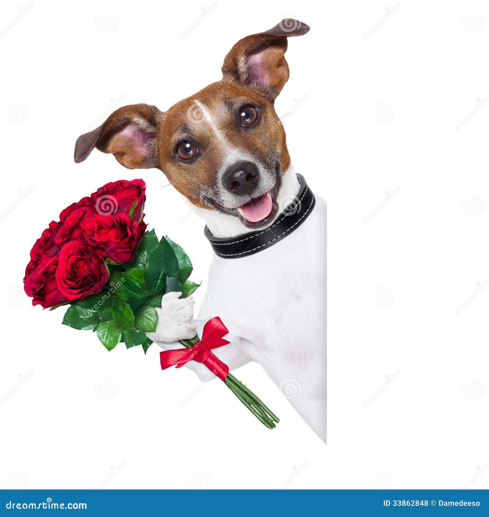 Valentine dog stock photo. Image of birthday, hold, february - 33862848