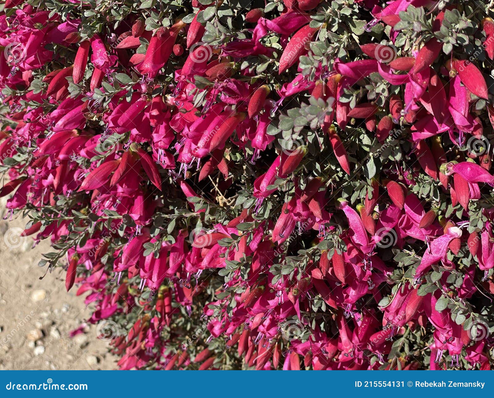 Valentine emu bush 3123 stock image. Image of drought - 215554131