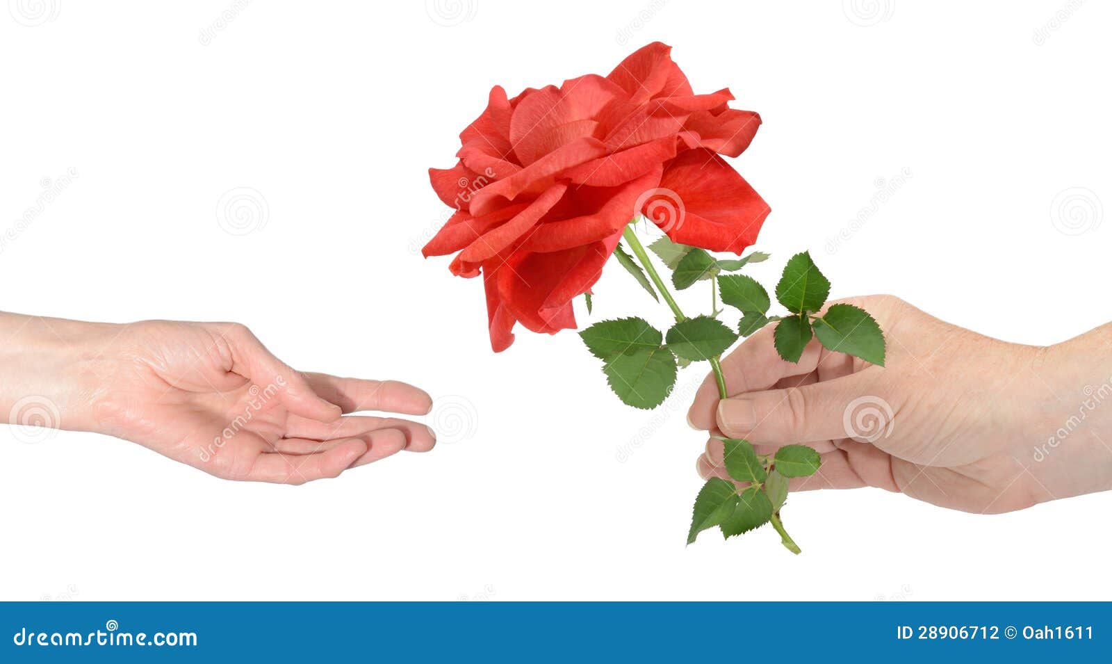 Valentine Greeting, Giving and Accepting a Red Rose Stock Photo - Image ...