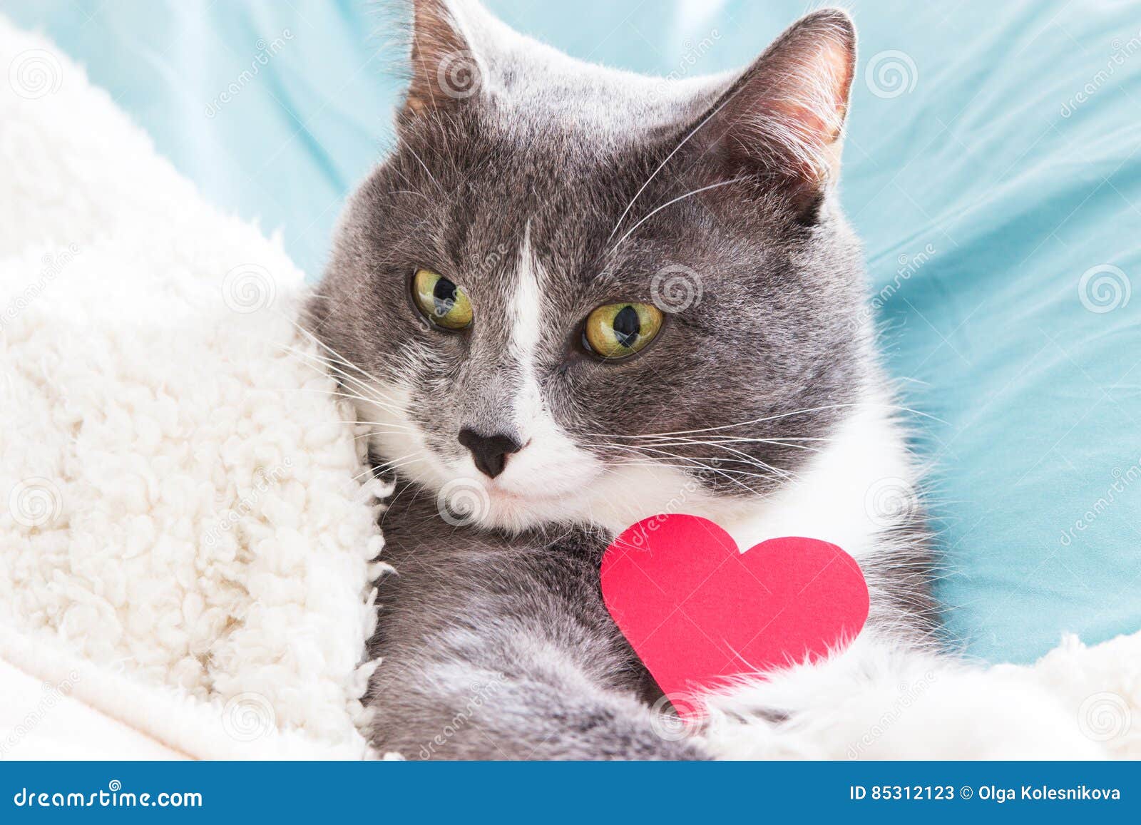 Valentine grey cat. stock image. Image of morning, feelings - 85312123