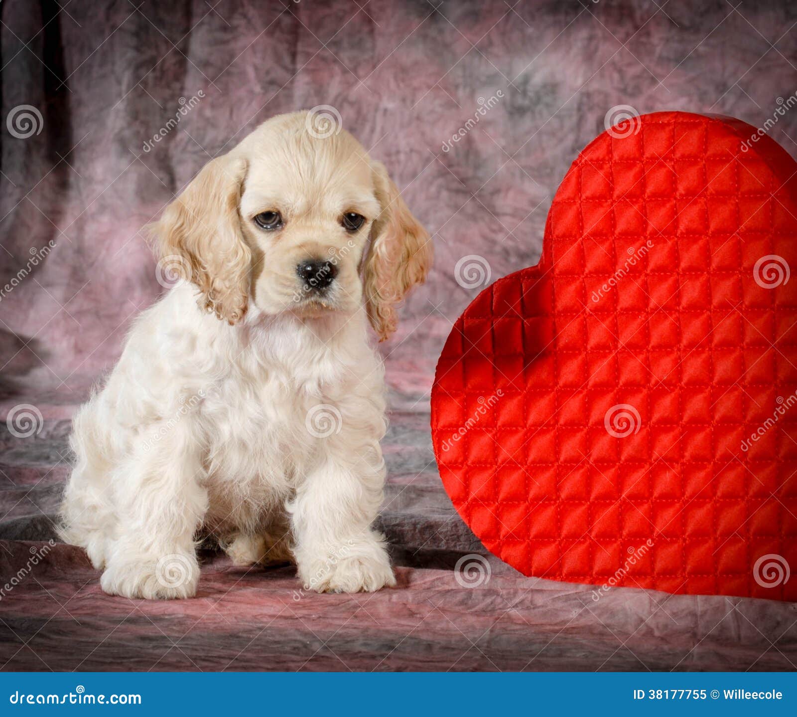Valentine puppy stock image. Image of breed, holiday - 38177755