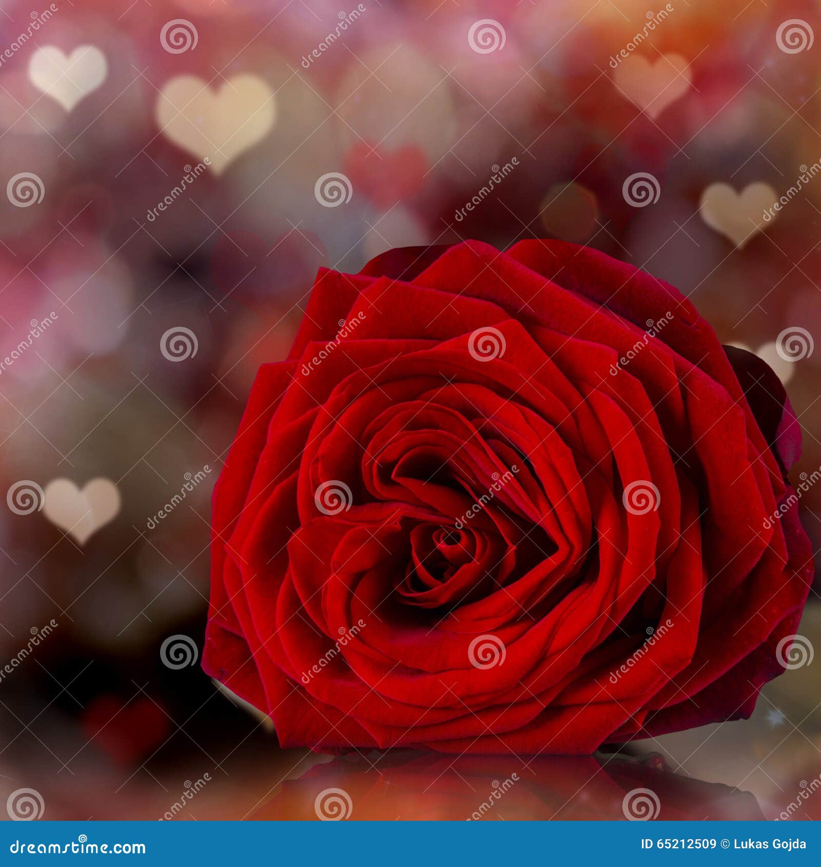 Valentine Red Rose Abstract Background. Stock Image - Image of desktop ...