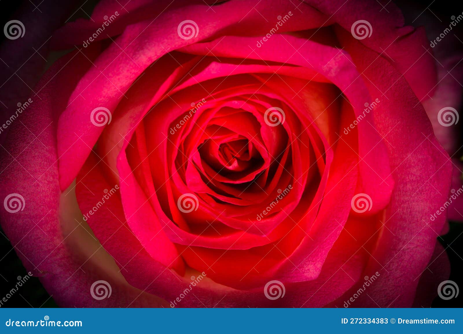 Valentine Red Rose for Background Stock Image - Image of floral, flower ...