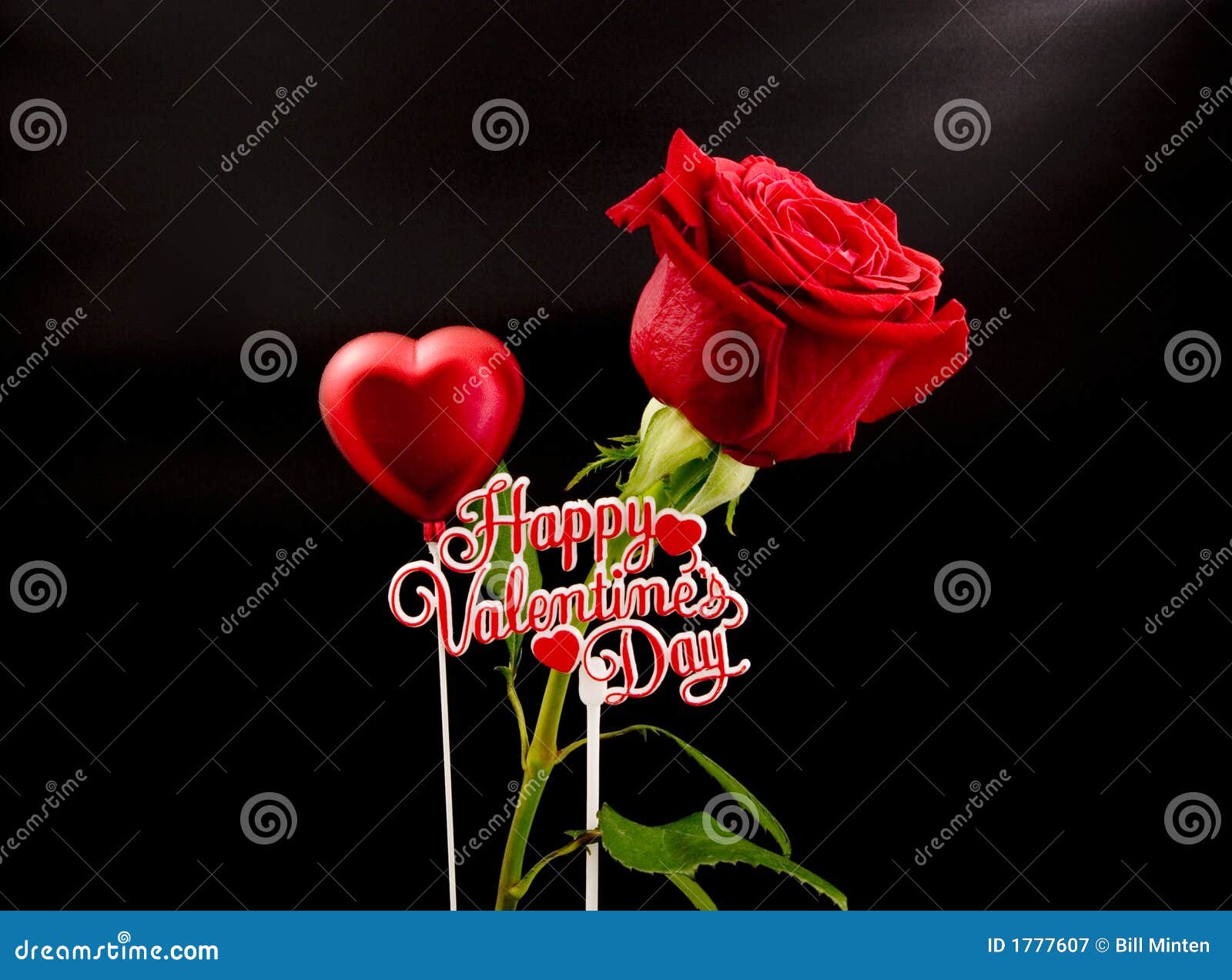 Valentine Rose stock image. Image of valentines, rose - 1777607