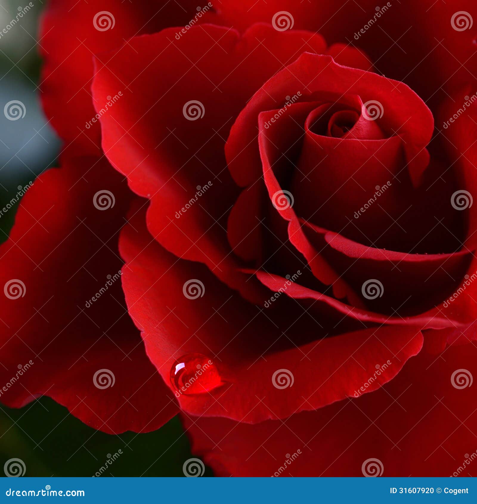 Valentine Rose Mit Einem Riss Stockfoto - Bild von nave ...