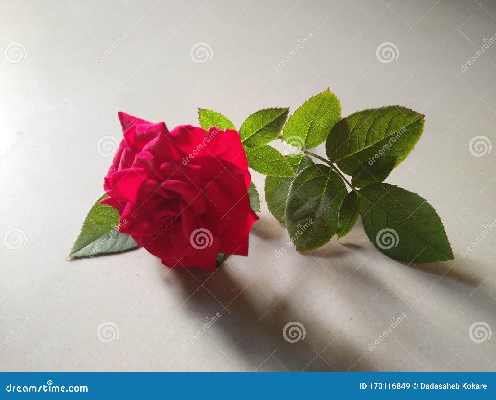 Valentine& X27;s Special Red Rose Flower Stock Image - Image of ...