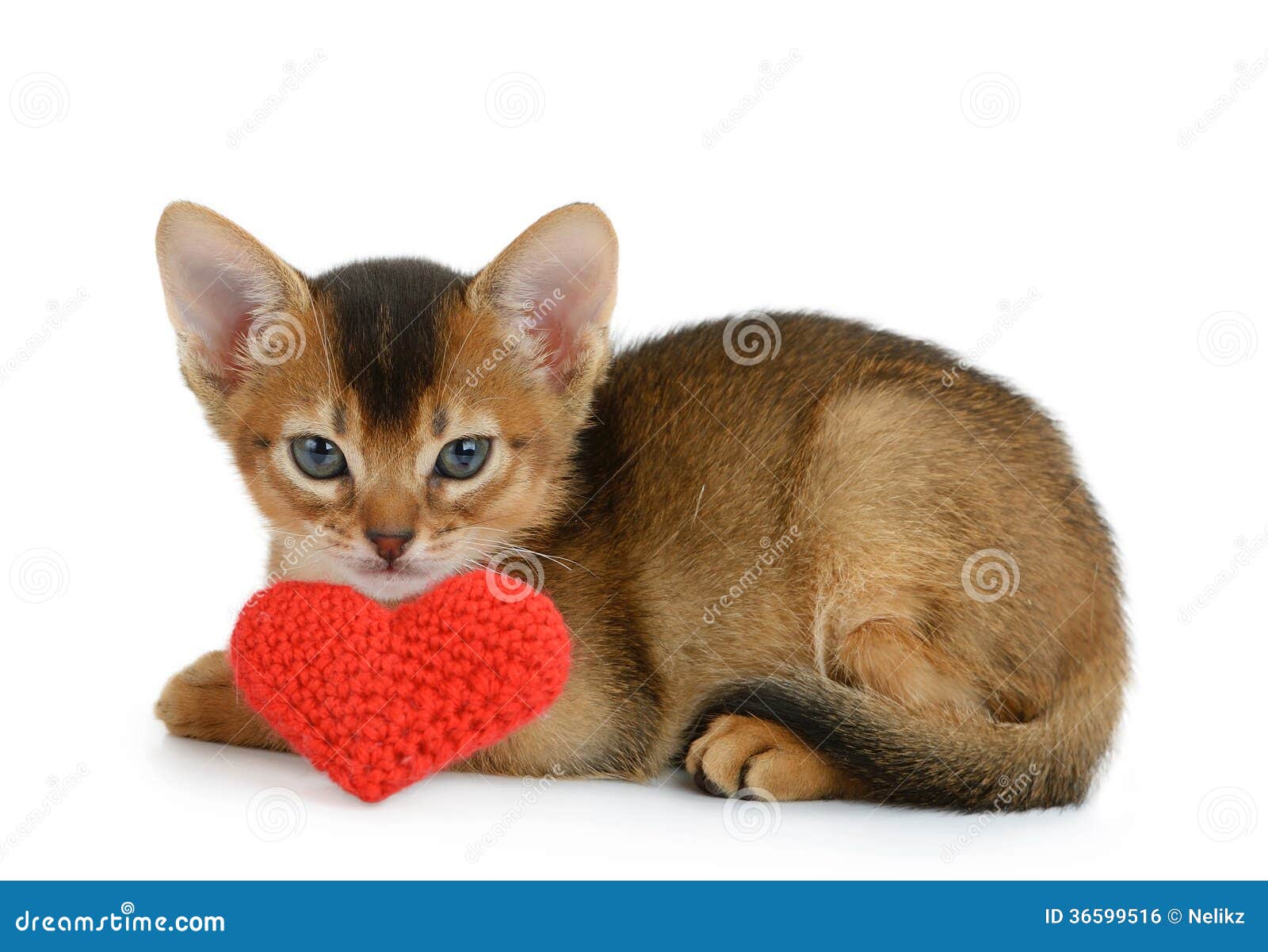Valentine Theme Kitten with Red Heart Isolated Stock Photo - Image of ...
