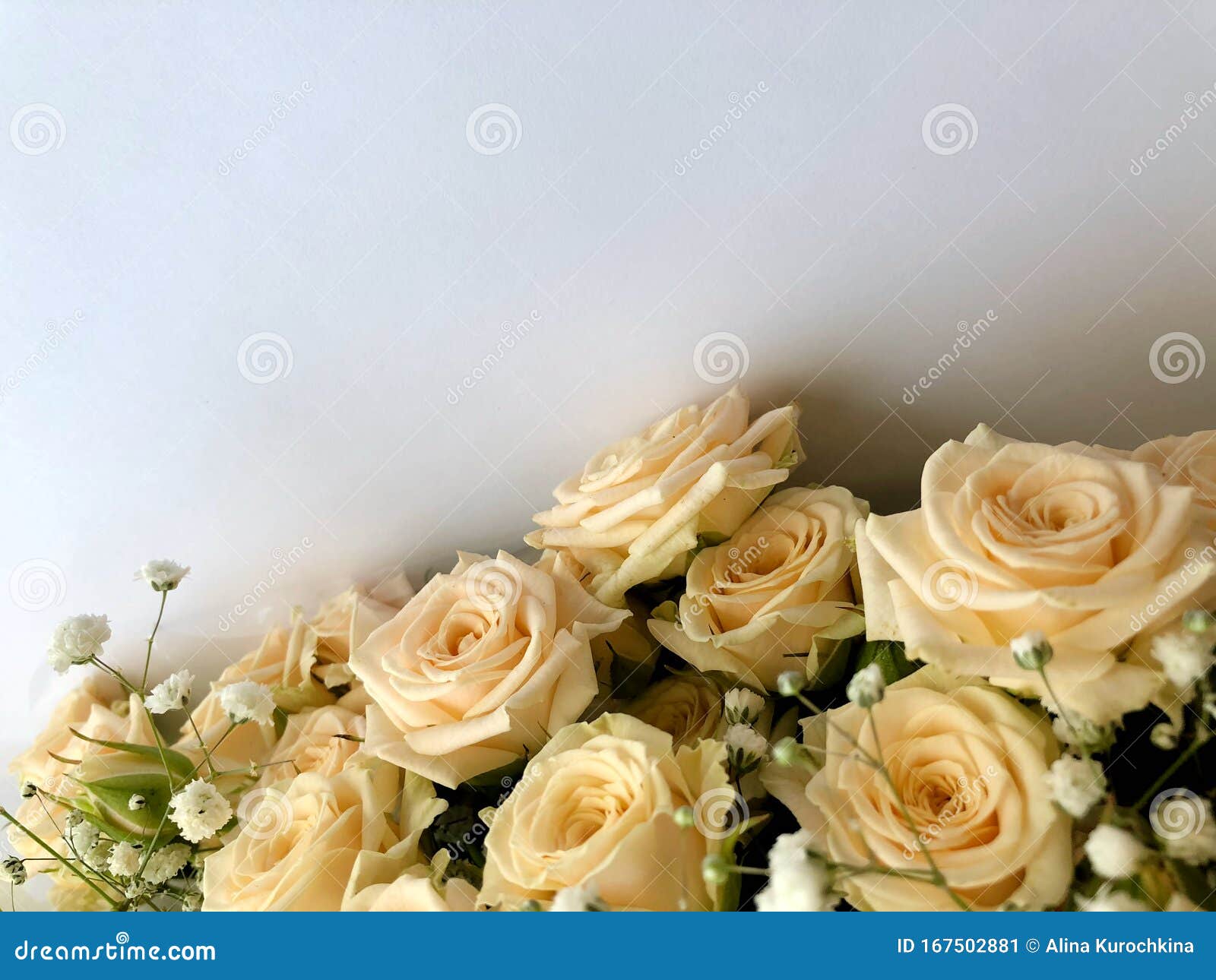 Valentines Day Background with White Roses. Isolated on White with Copy ...