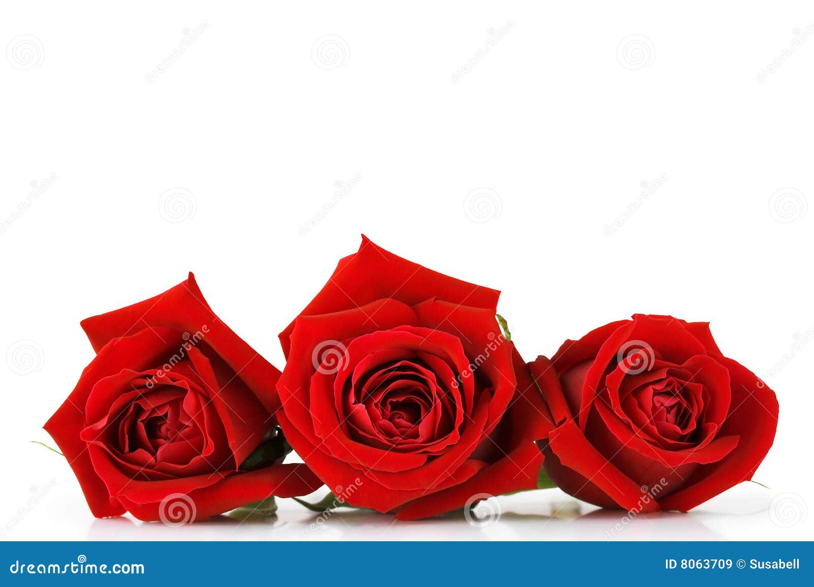 Valentines day rose stock image. Image of flower, blank - 8063709