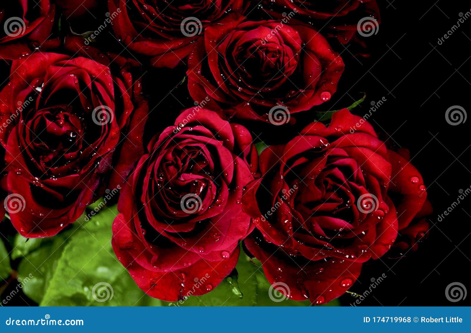 Deep red roses stock photo. Image of valentine, classic - 174719968