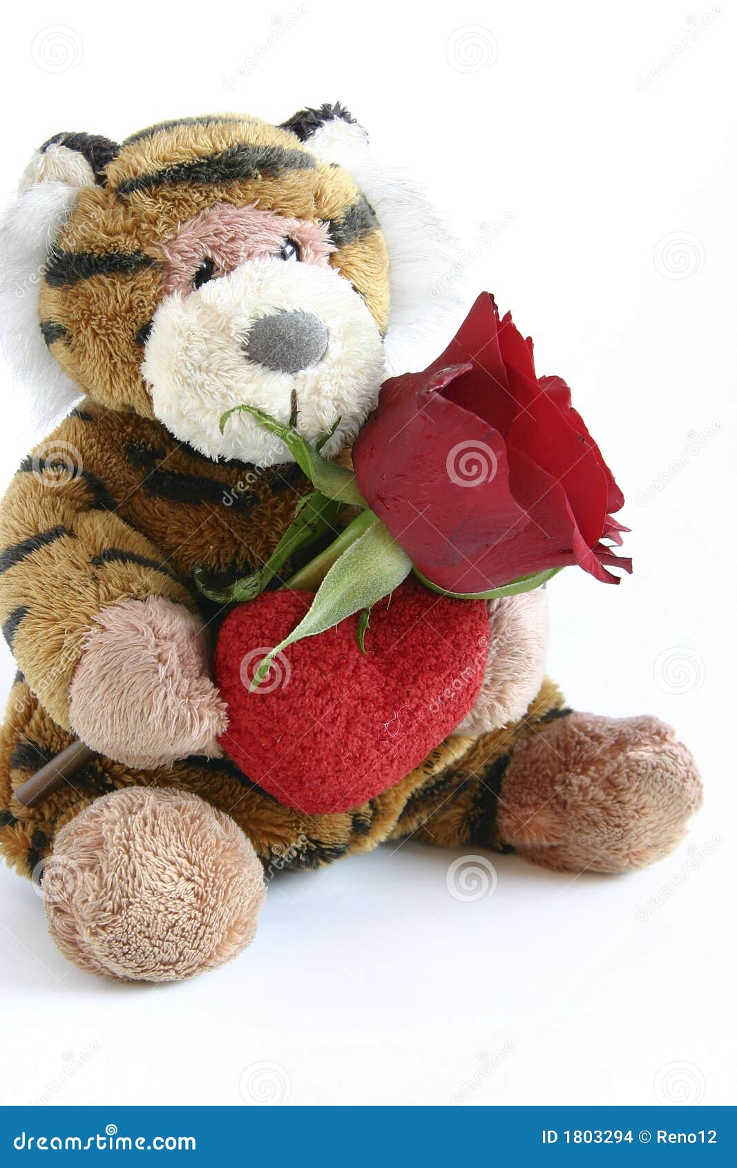 Valentines tiger stock photo. Image of tigers, petals - 1803294