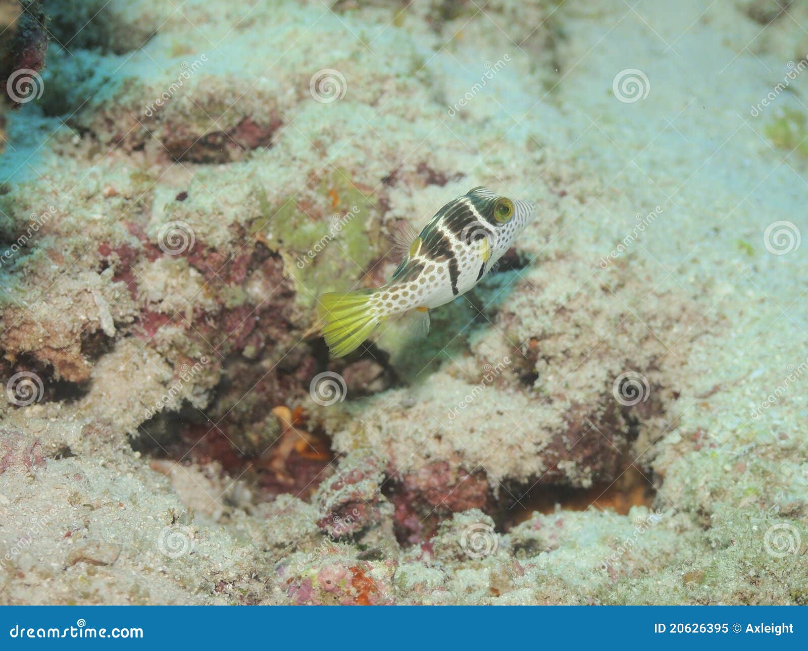 Valentini Puffer fish stock image. Image of leaf, fish - 20626395
