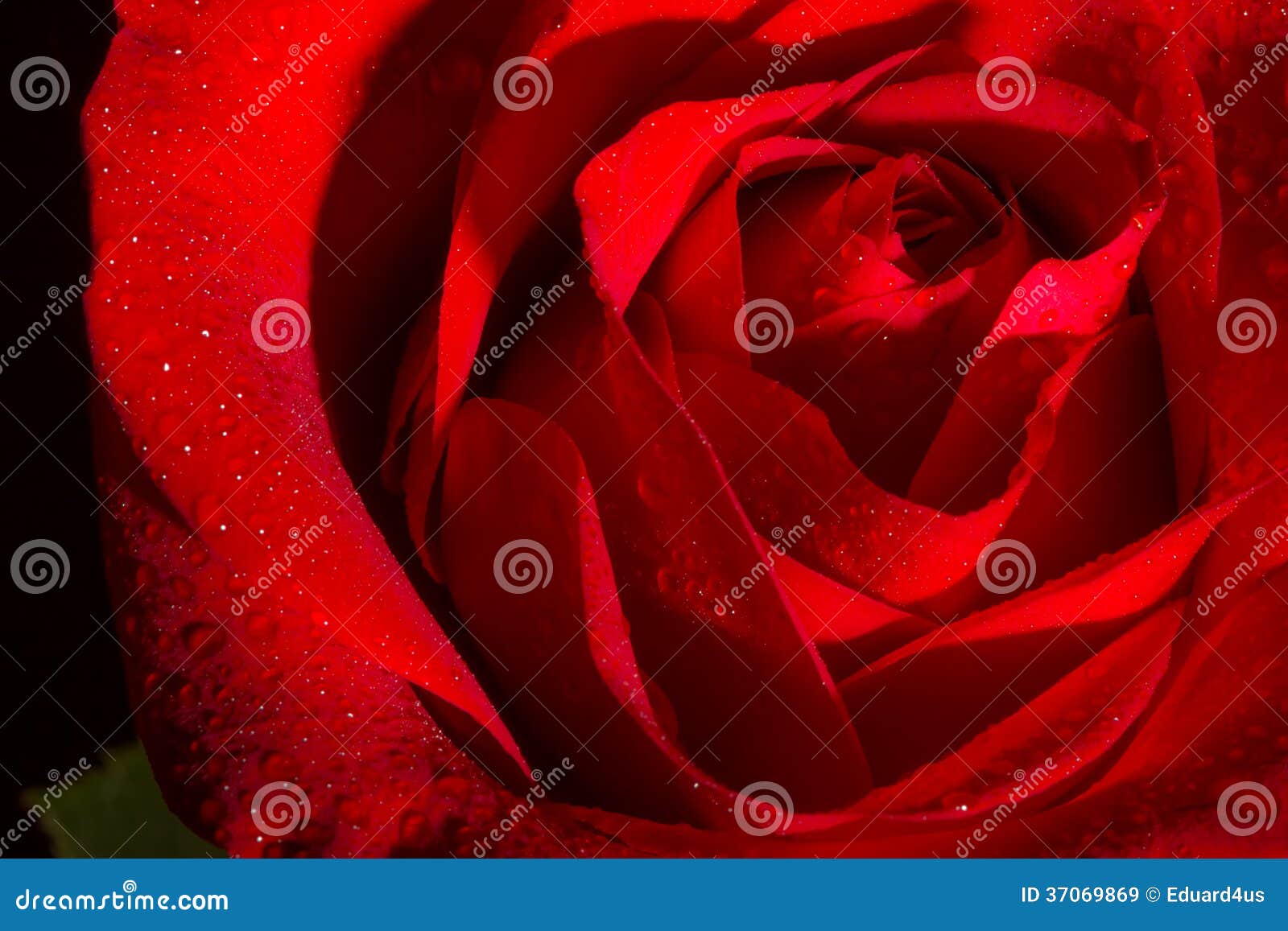 Valentinstag Rose stockbild. Bild von feiertag, nahaufnahme - 37069869