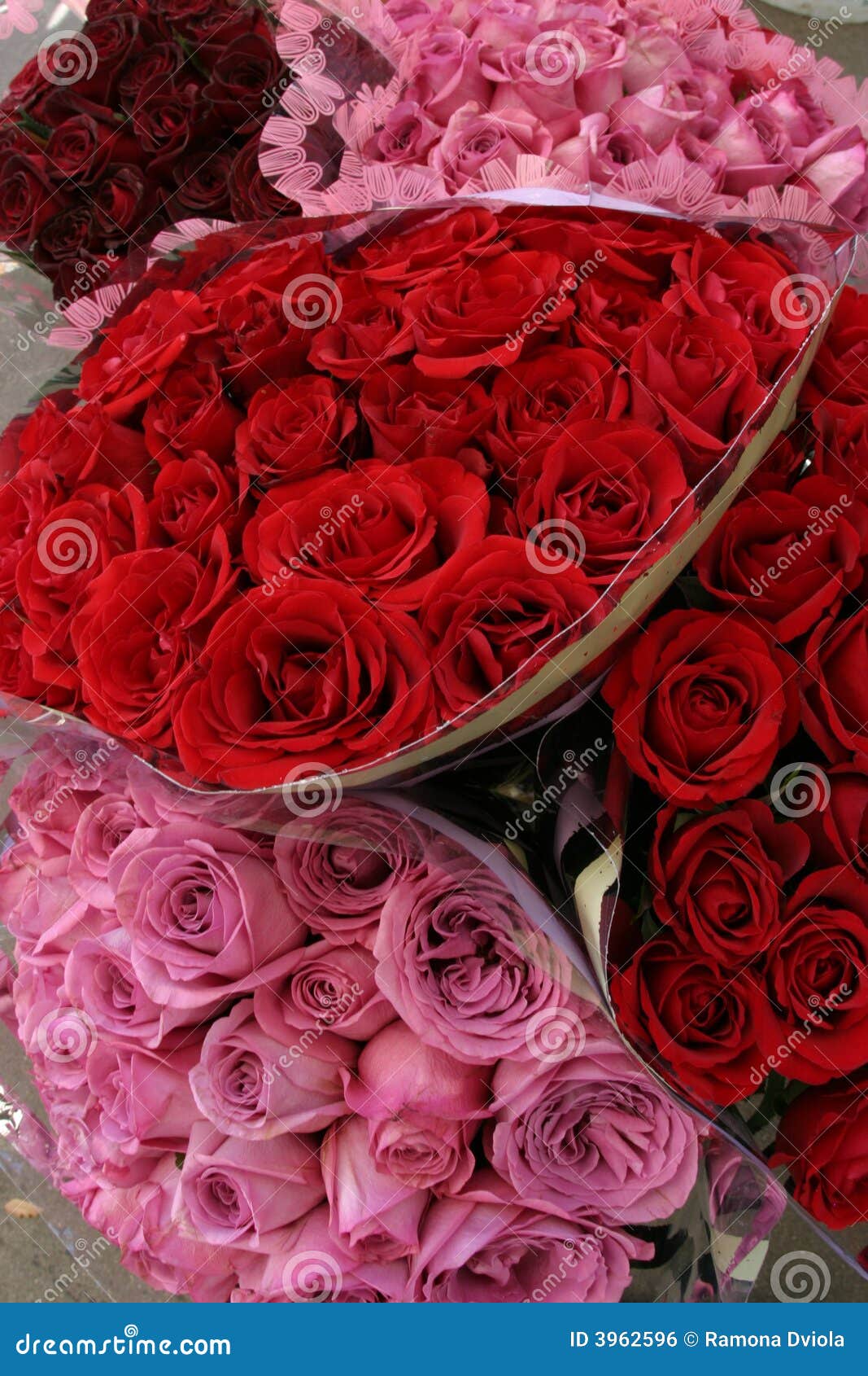 Valentinstag-Rosen stockfoto. Bild von liebe, rosen, treibhaus - 3962596