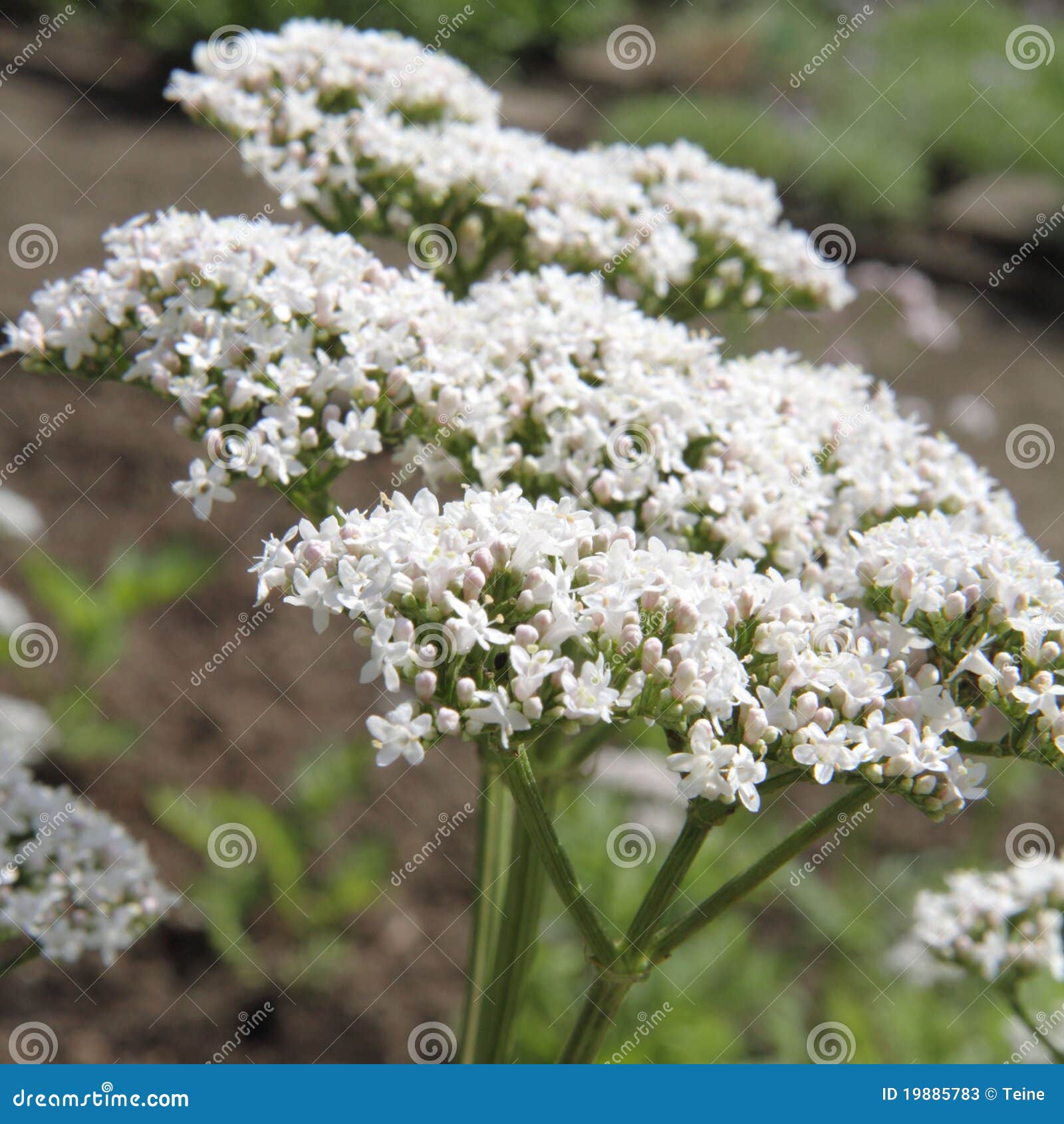 Valeriaan stock afbeelding. Image of bloesem, sedatief - 19885783