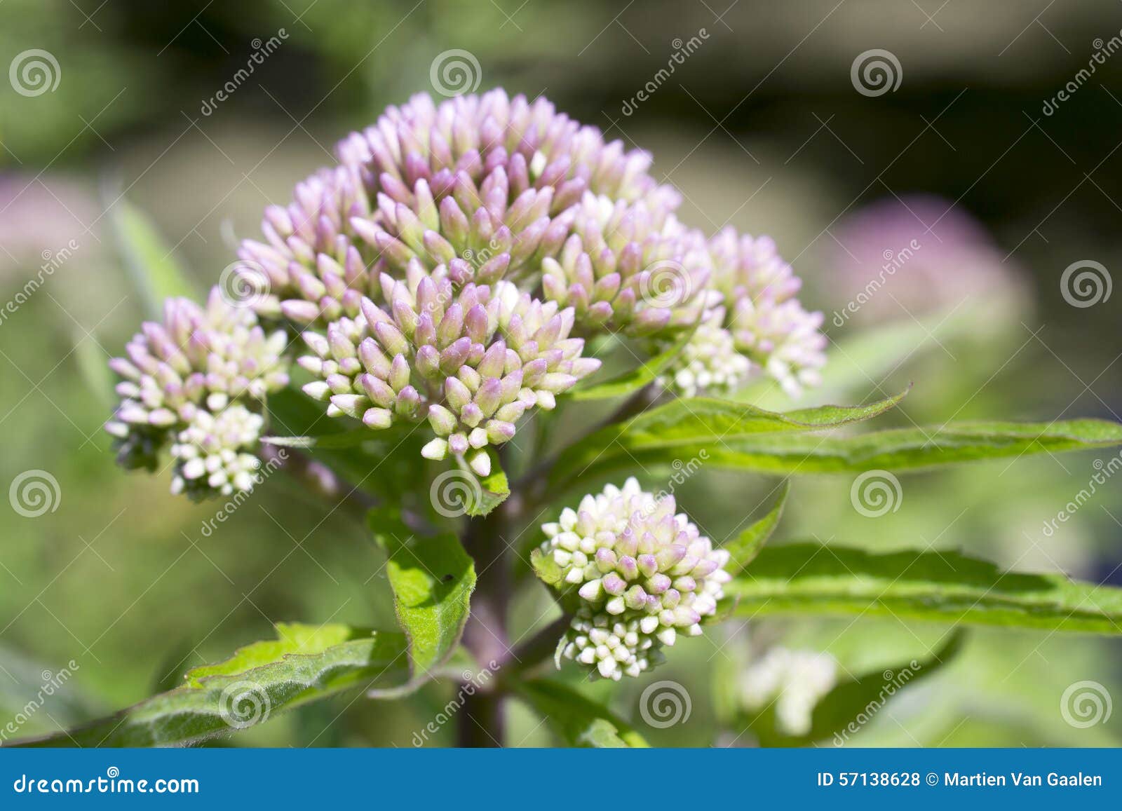 Valerian flowers. stock photo. Image of closeup, bloomer - 57138628