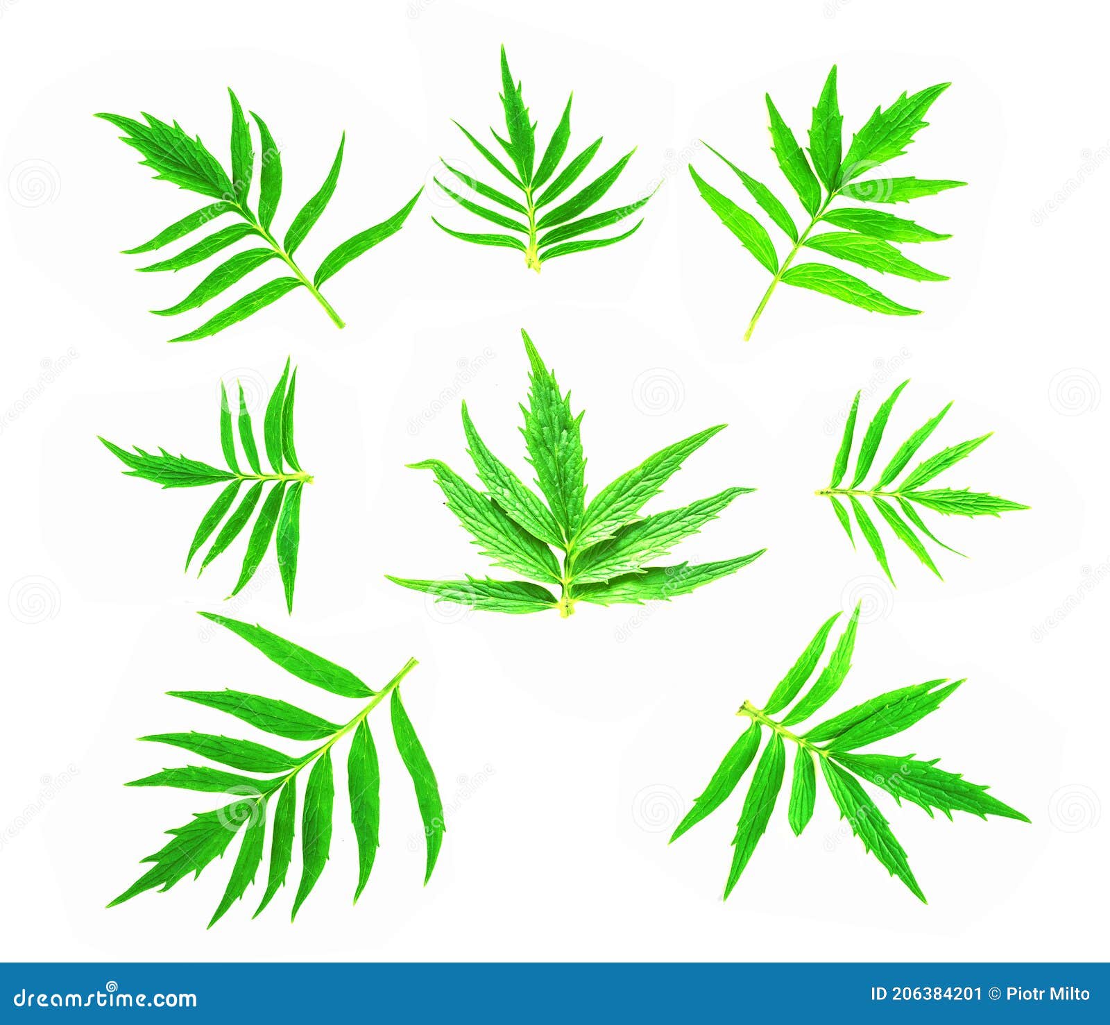 Valerian Herb Flower Sprigs Isolated on White Background Stock Image ...