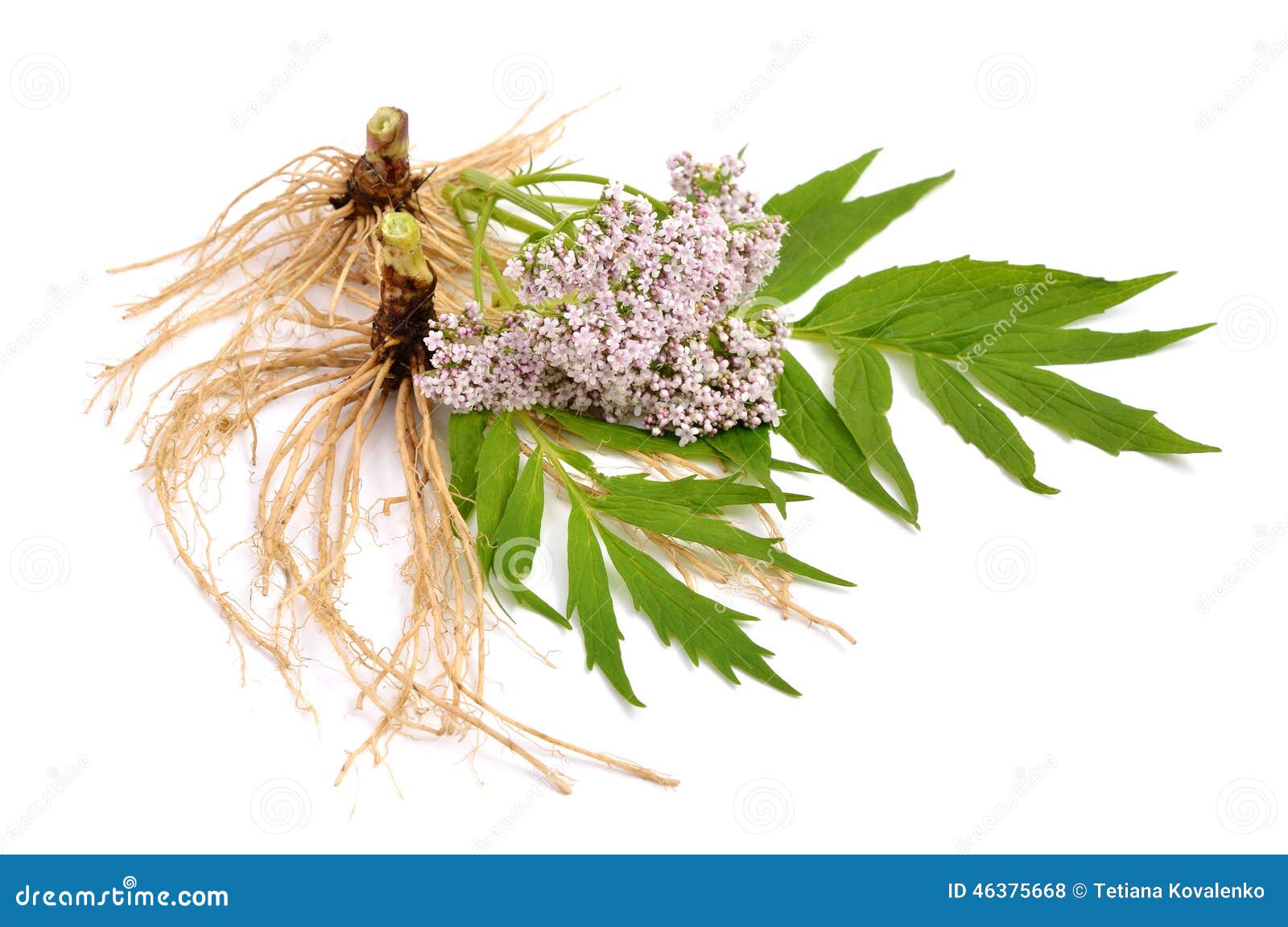 Valeriana isolated. stock photo. Image of medicine, herb - 46375668