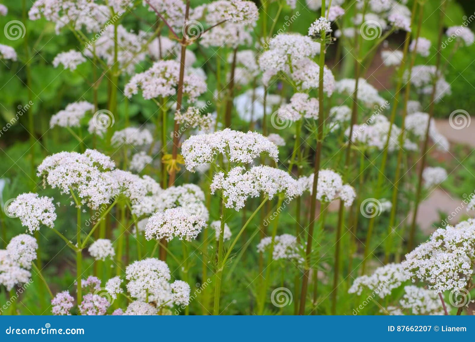 Valeriana, a Medicinal Plant Stock Image - Image of blooming, white ...