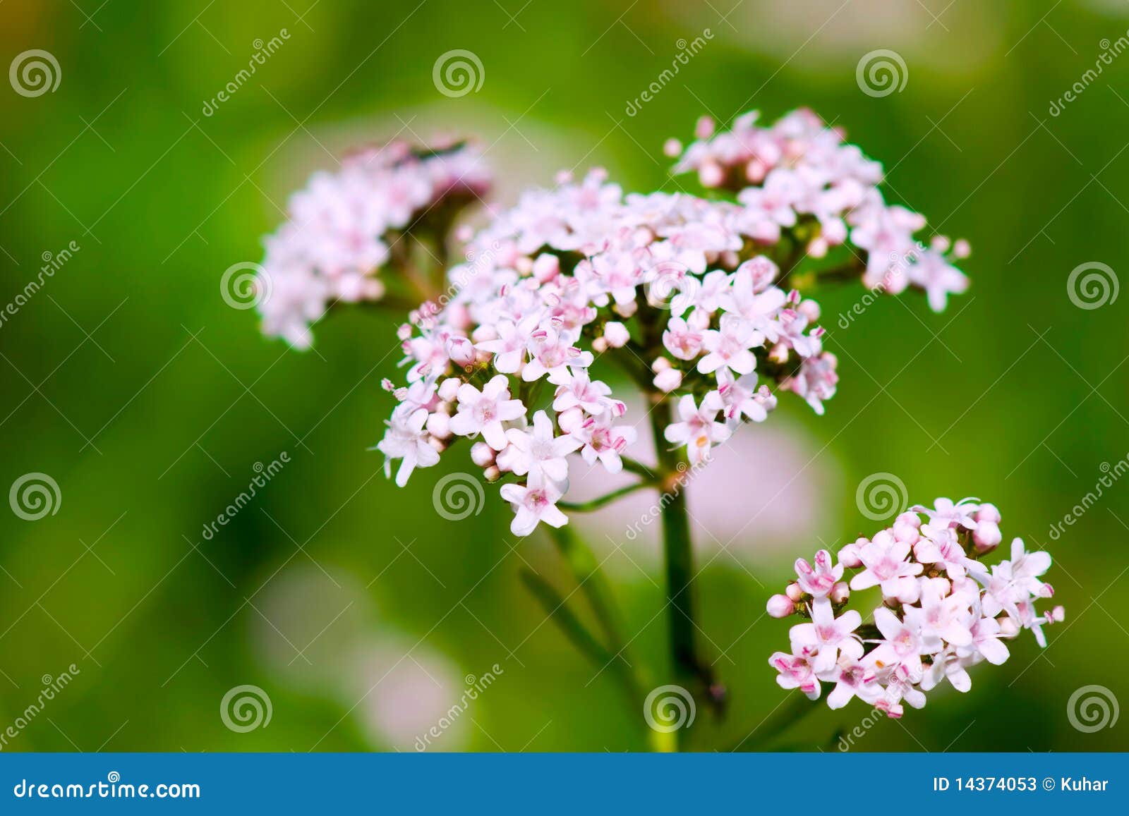 Verde Pantano Color Pictures And Images - RGB Color Hex Code [#408000 ...